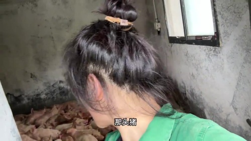 高考志愿找不到专业就来读畜牧兽医