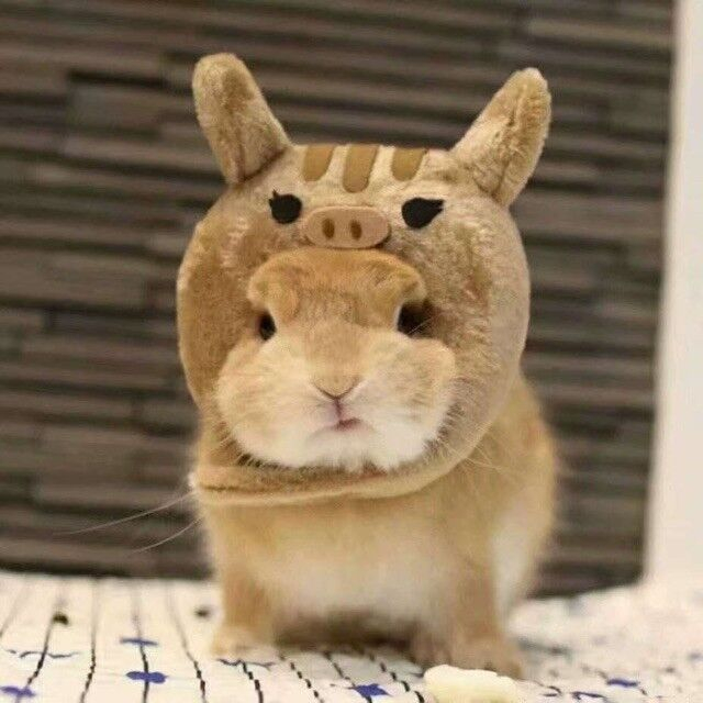 采蘑菇的九叔 