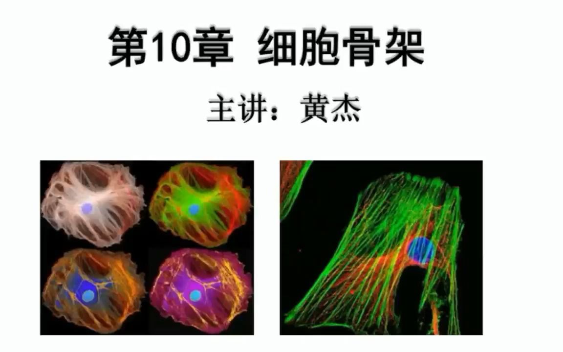 9.4 微管的功能(考研)(生物竞赛)-翟中和版