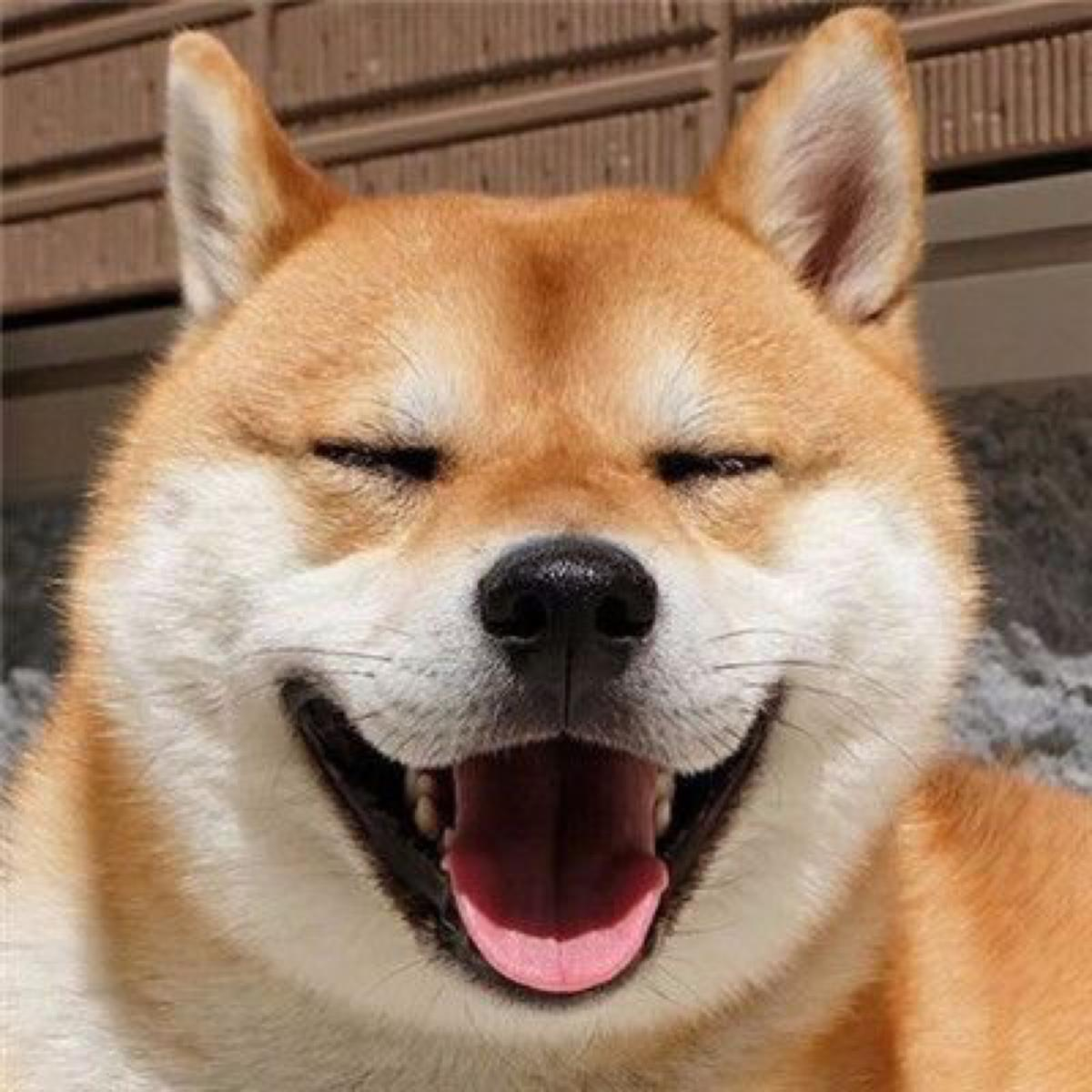 丝血反杀闰土的猹 