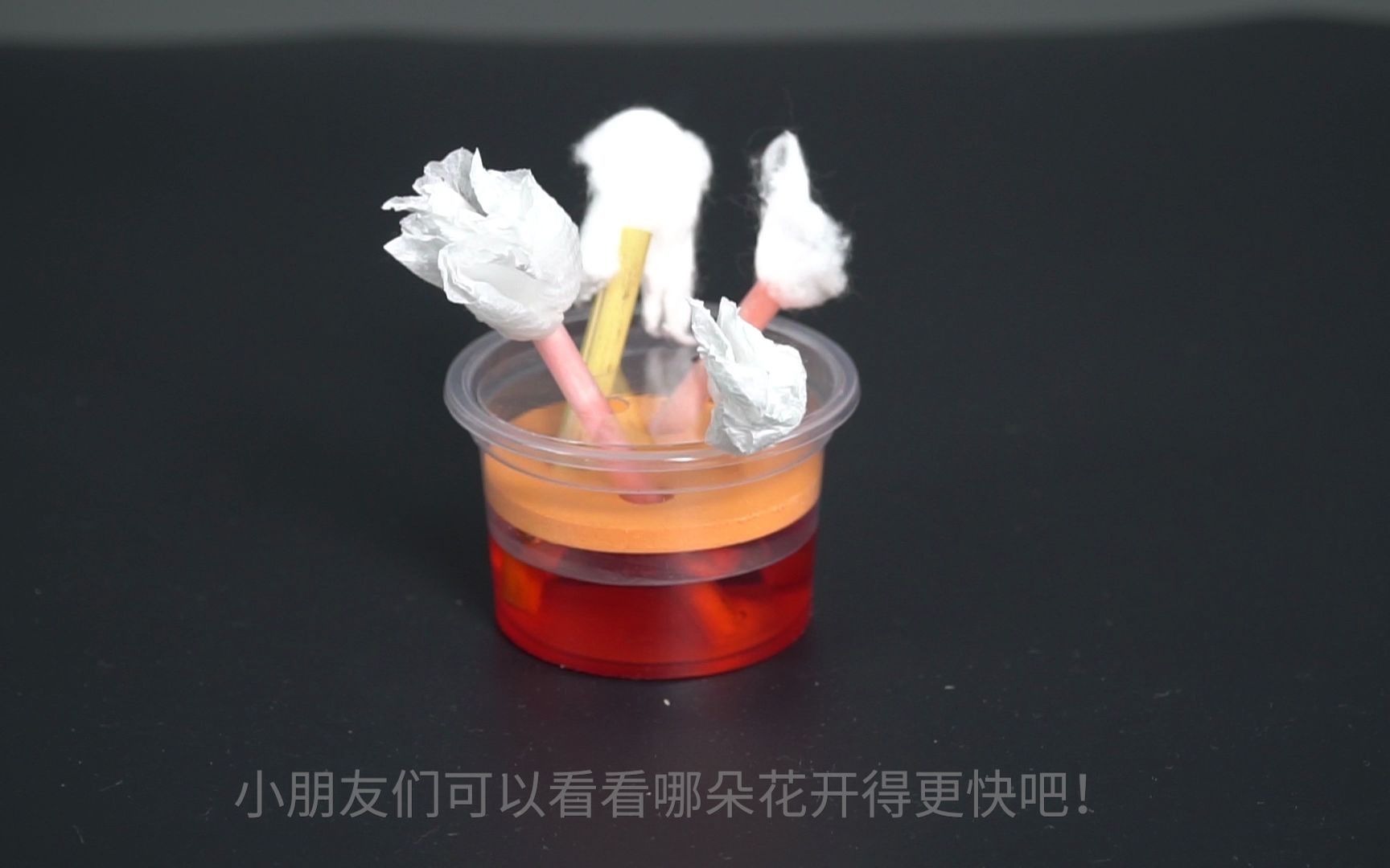 小朋友,今天让我们一起来探究下毛细现象的原理