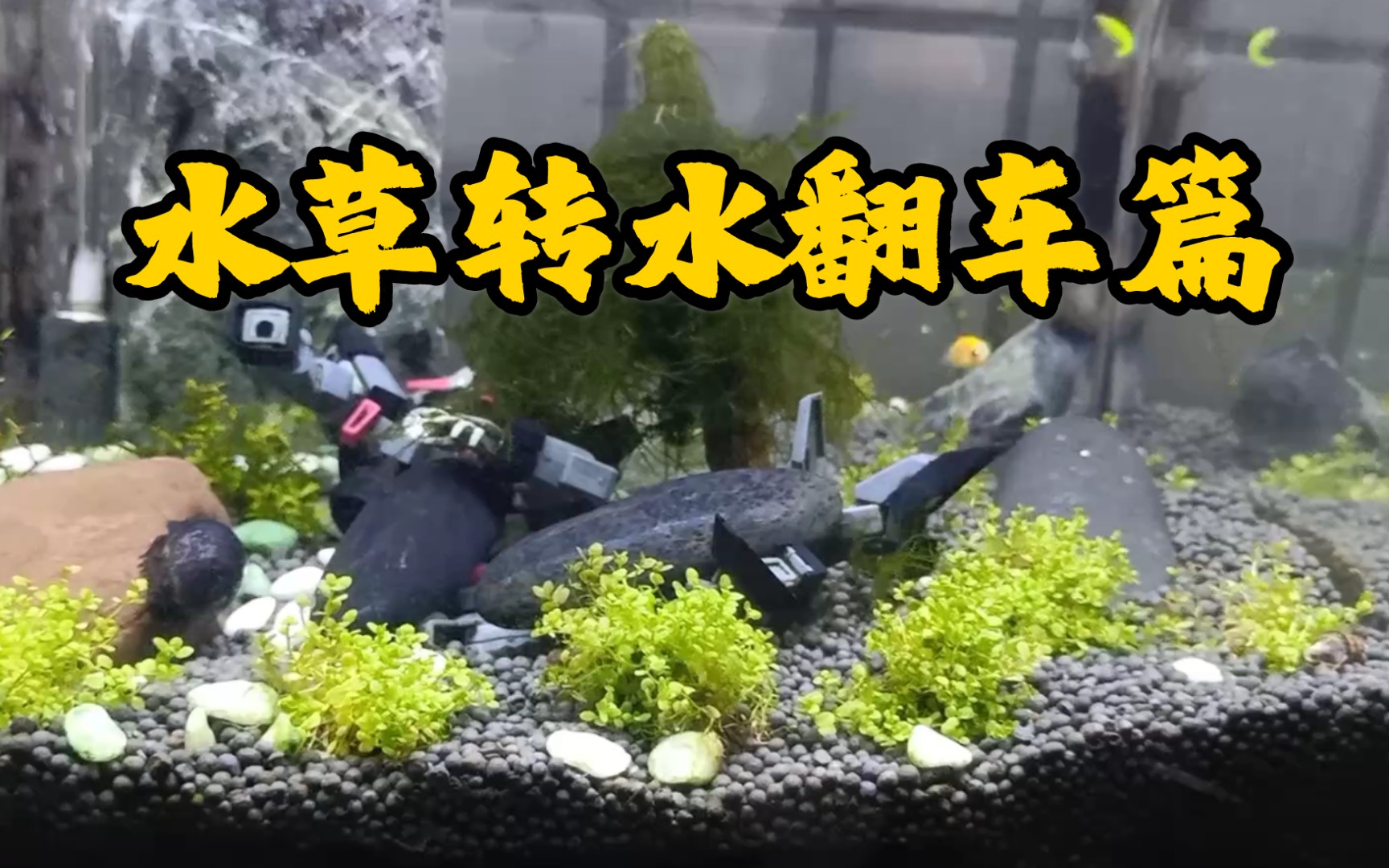增加了迷你矮珍珠,希望不要转水失败了,已经出现溶叶现象,有大佬指导...