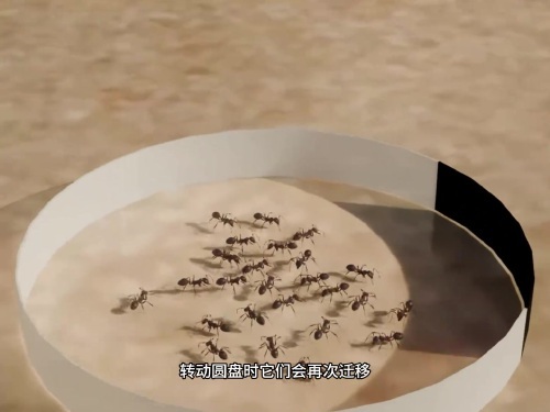 蚂蚁指南针的工作原理