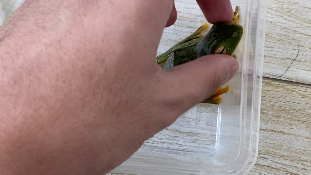 ...他漂亮的黄黑相间的蹼可以在空中滑翔,非常适合饲养和造景的一种树蛙