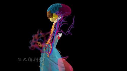 ...前的灯,是我路上的光。 人体科学 生命科学 人体 人体解剖学 人体模型