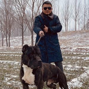 萌犬旺旺阿龙