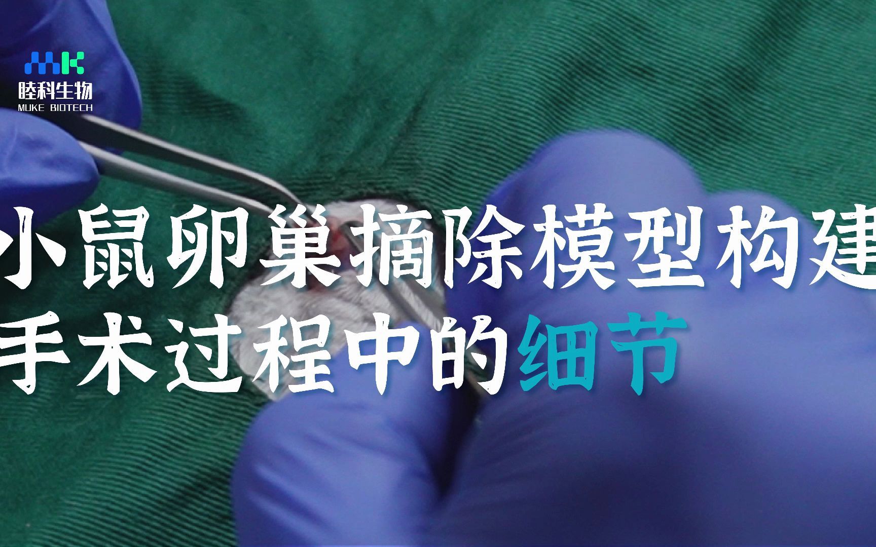动物实验 | 卵巢摘除模型OVX(骨质疏松)构建细节(站内审核要求打码,需...