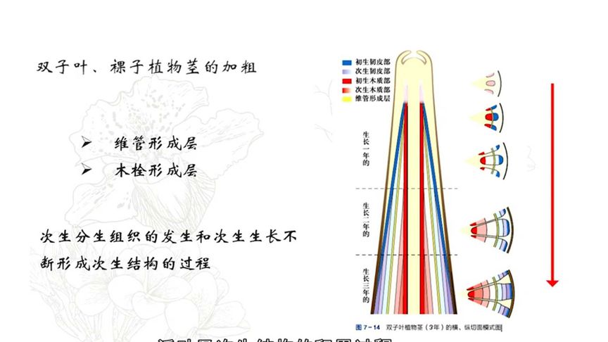 【植物学】中农大第33集:茎的次生生长和双子叶植物茎的次生结构