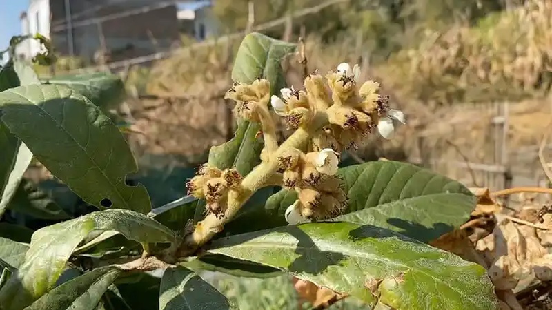 枇杷花又叫"止咳花",花开好看,却有很多人不知道它的用处