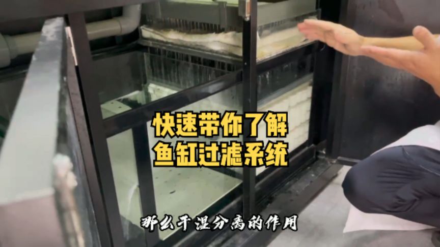 快速带你了解底滤缸过滤系统!#鱼缸 #过滤系统 #观赏鱼