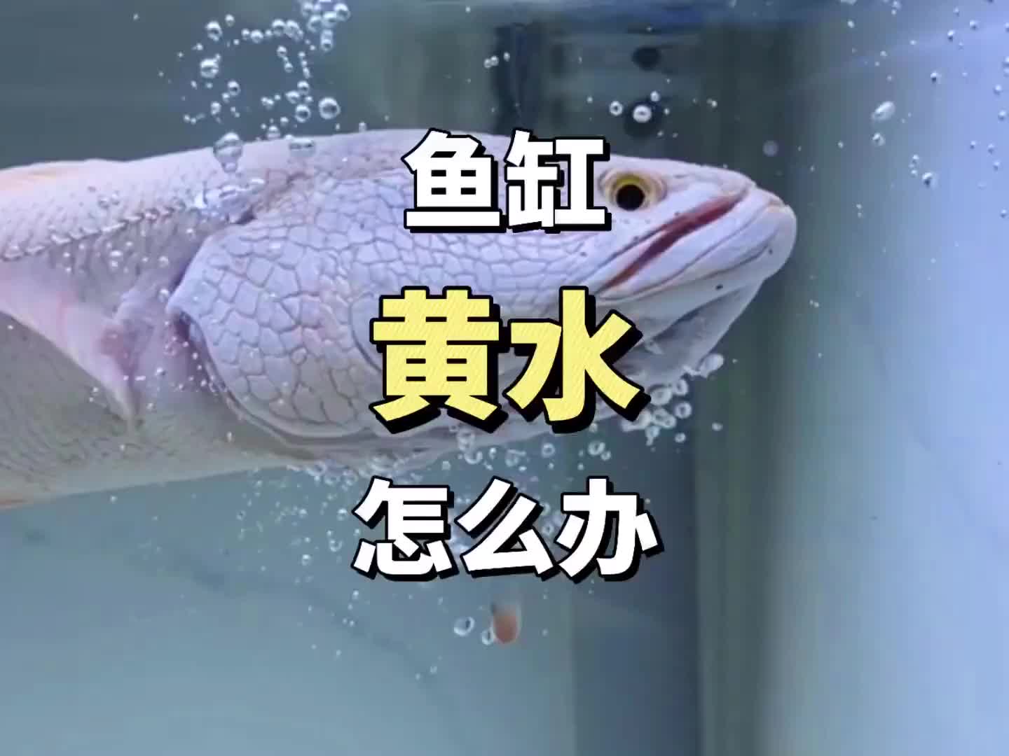 终于有可以完美替代活性炭和蛋白棉去除鱼缸黄水的东西了…#鱼缸...