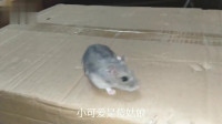 仓鼠碰到主人手什么反应