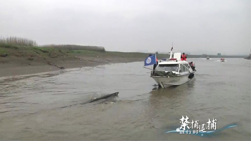 湖北禁捕退捕进行时 | 胆子真大!河道旁私设拦网围住“小鱼塘”