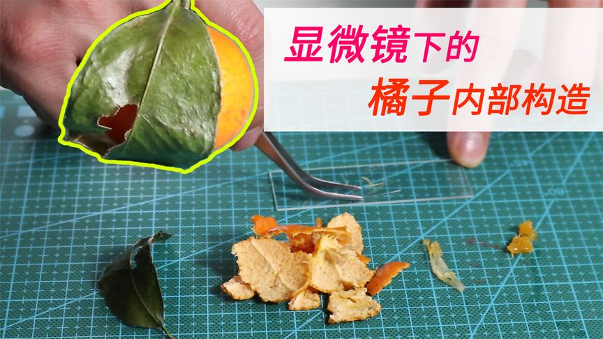 常吃的橘子的内部构造是怎样的呢?显微镜下来放大看看