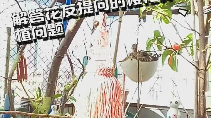 解答花友提问种植樱花的问题