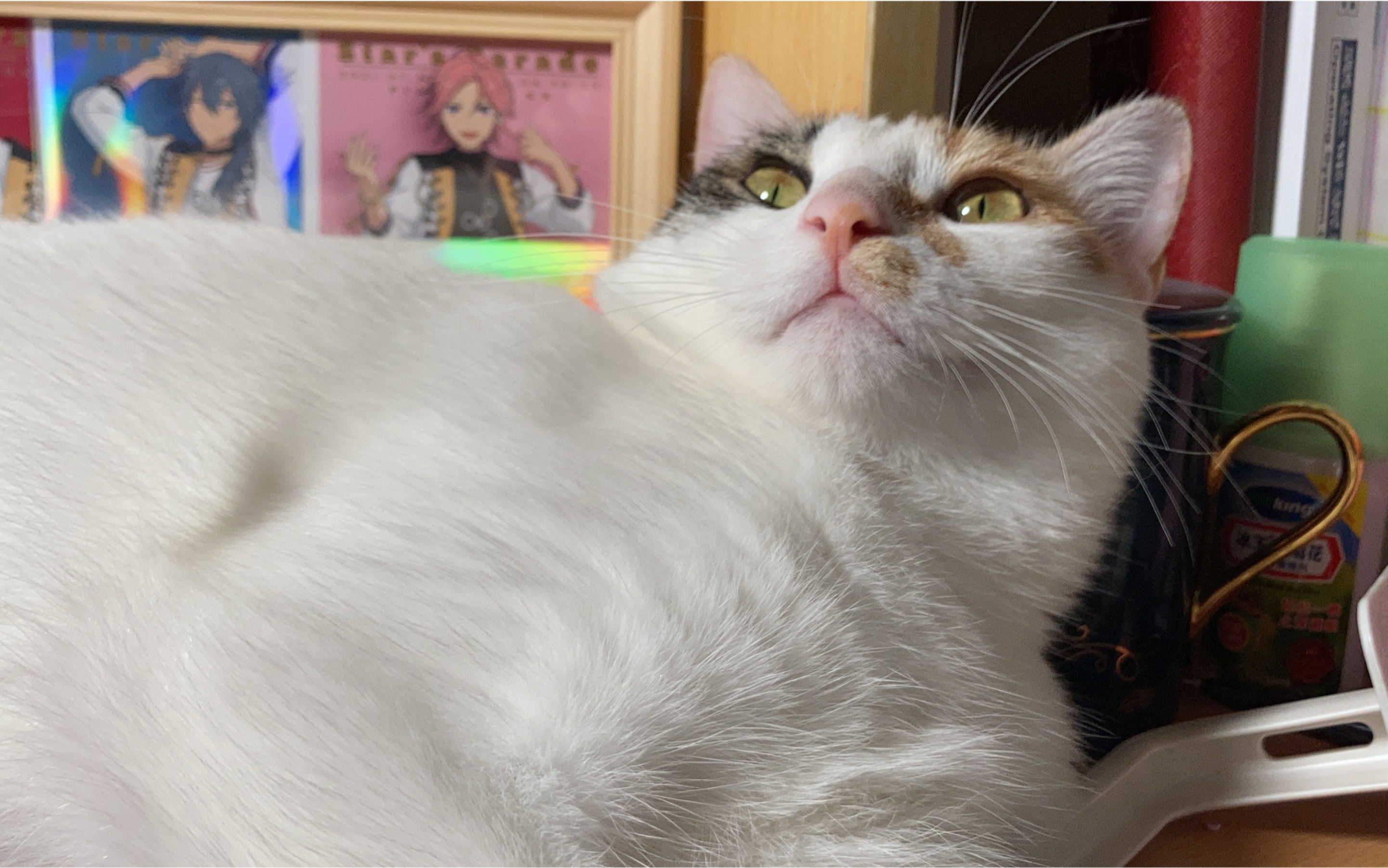 新式谷美,指用猫当道具(bushi