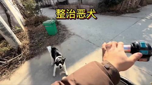 男子每次过路口被狗咬,最后诠释什么是人仗狗势