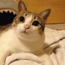 猫猫C4D 