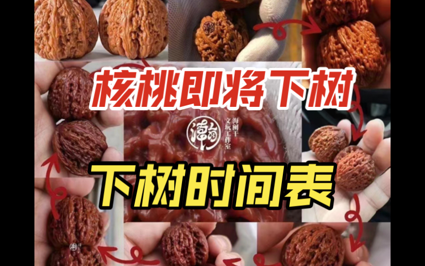 文玩核桃即将下树,聊聊今年的挂果情况、下树时间表和市场行情