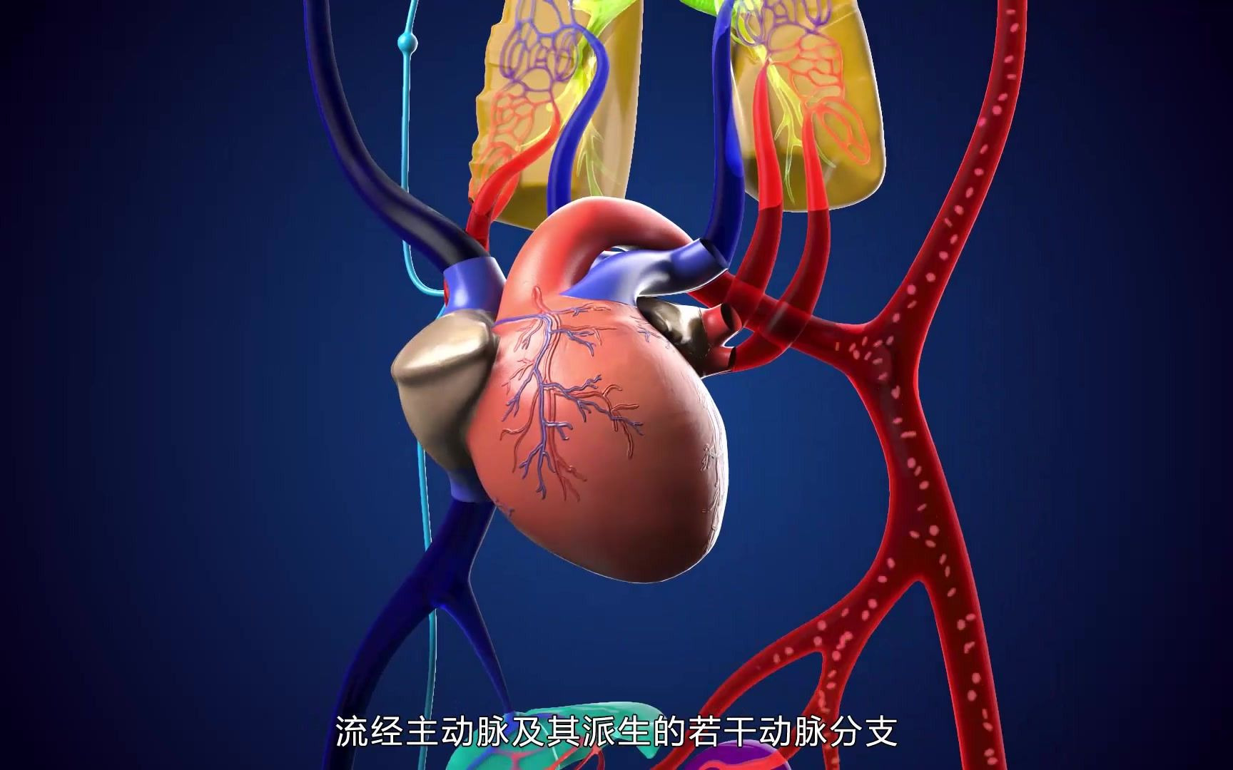 一分钟带你了解,人体的体循环系统,感叹人体的神奇吧!