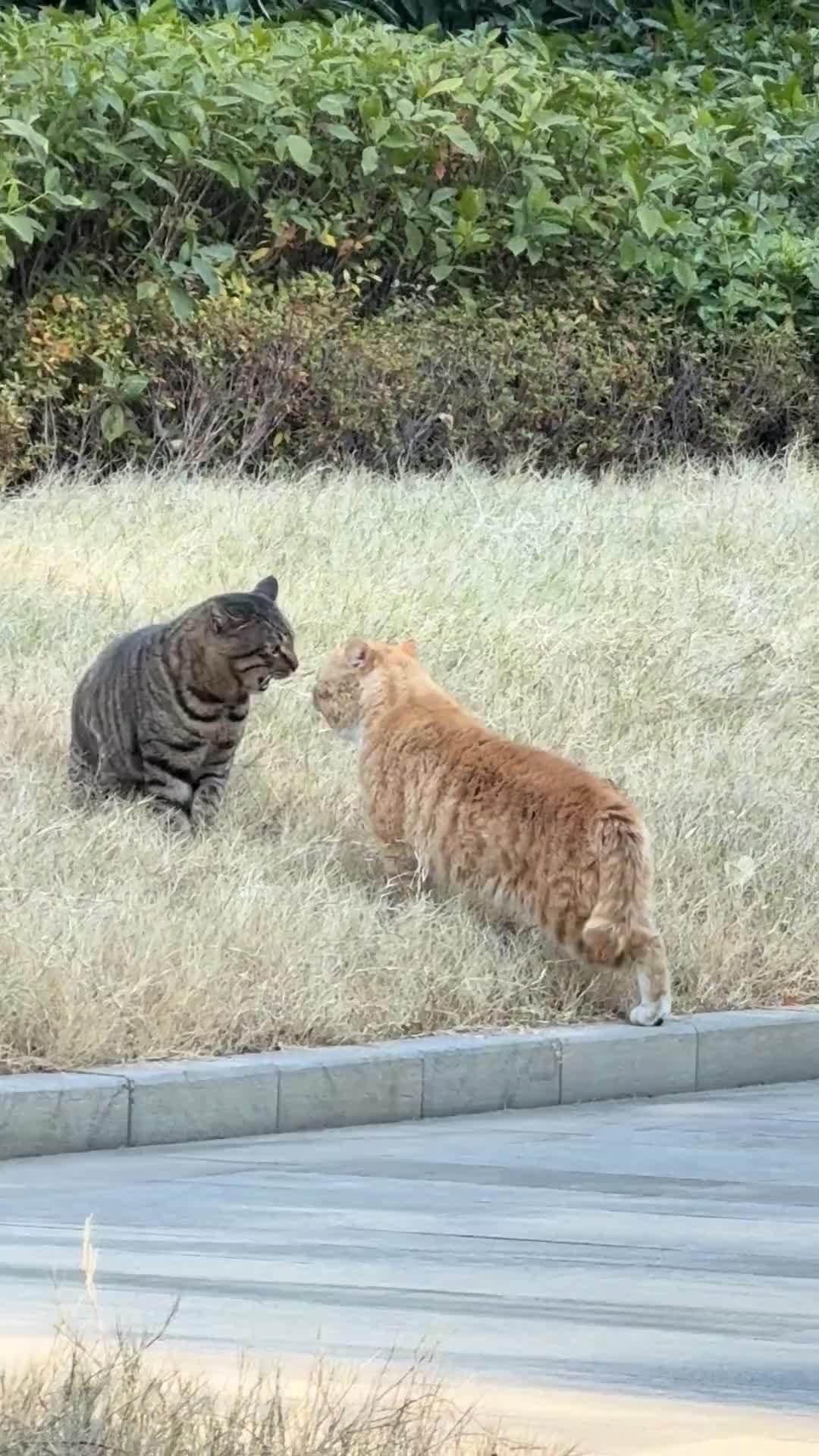 拒绝动物表演,架不住动物硬要表演
