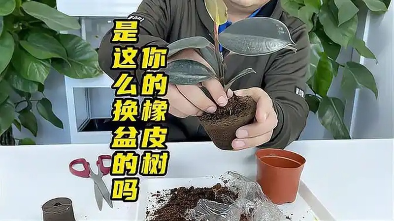 你的橡皮树是这么换盆的吗?