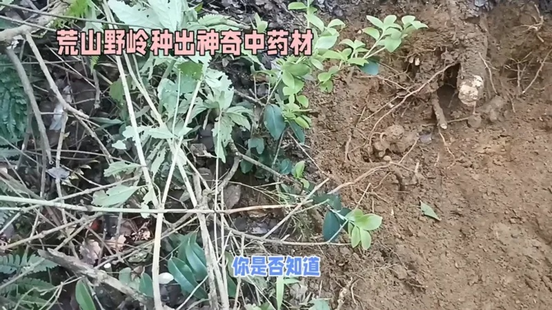土茯苓:荒山中的神奇药材