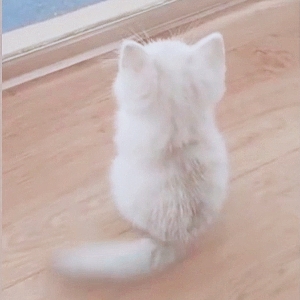 小陈汽车砍价师 