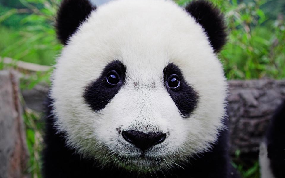 熊猫是如何成为中国的象征的(英文视频有双语字幕)
