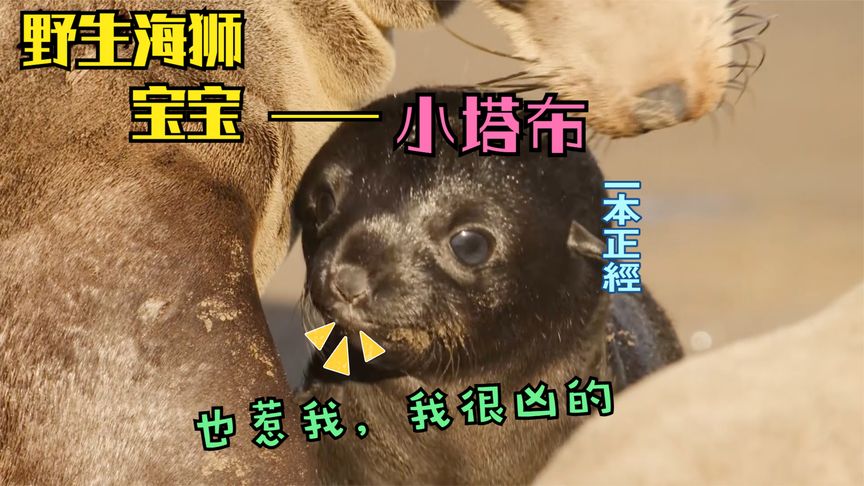 《野生动物宝宝》:海狮宝宝成长记,第一步就是要学会独立