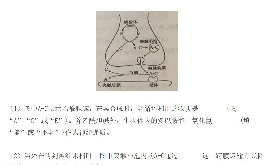 胞吞胞吐是不是跨膜运输?