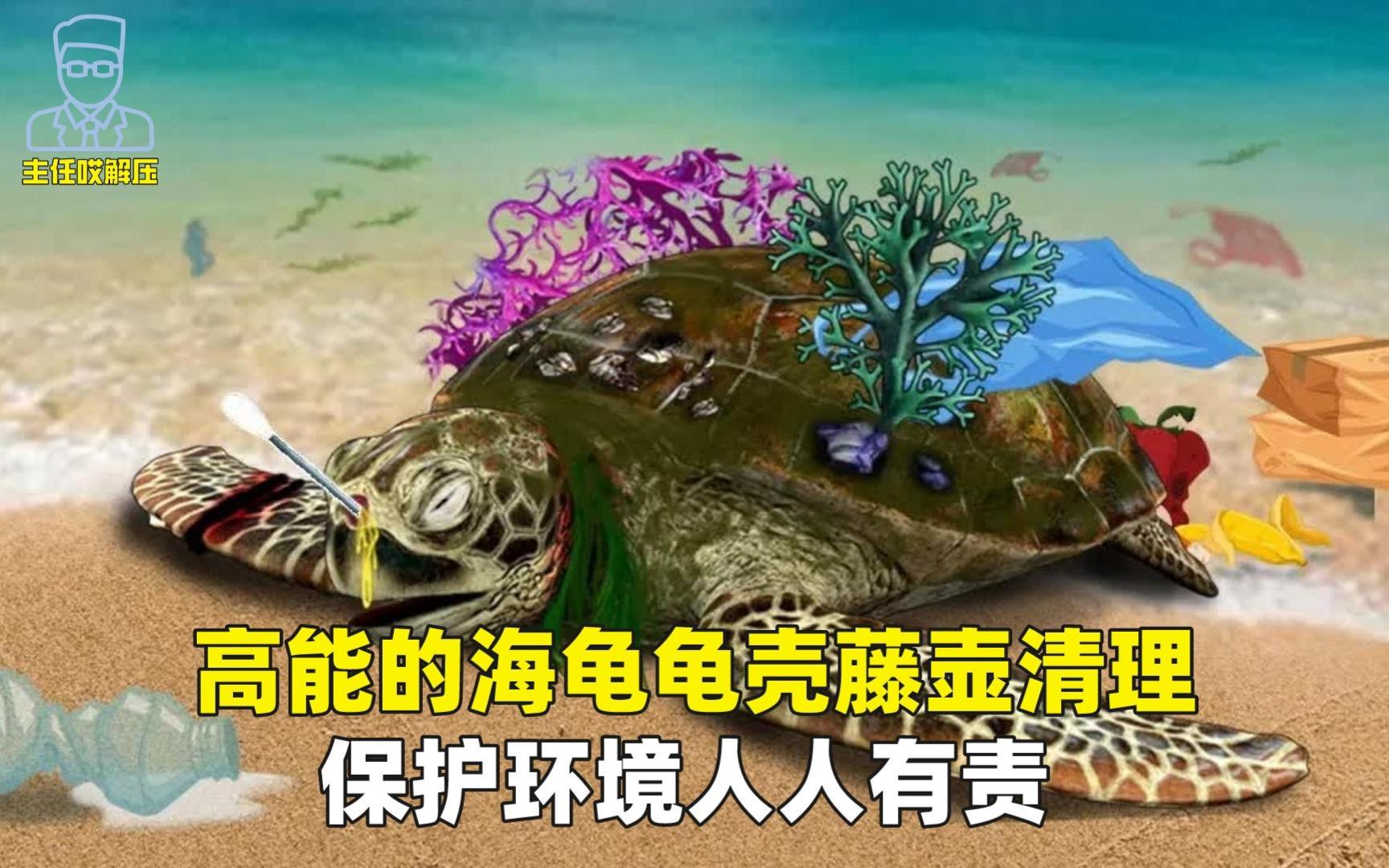 解压动画,高能的海龟龟壳藤壶清理,保护环境人人有责