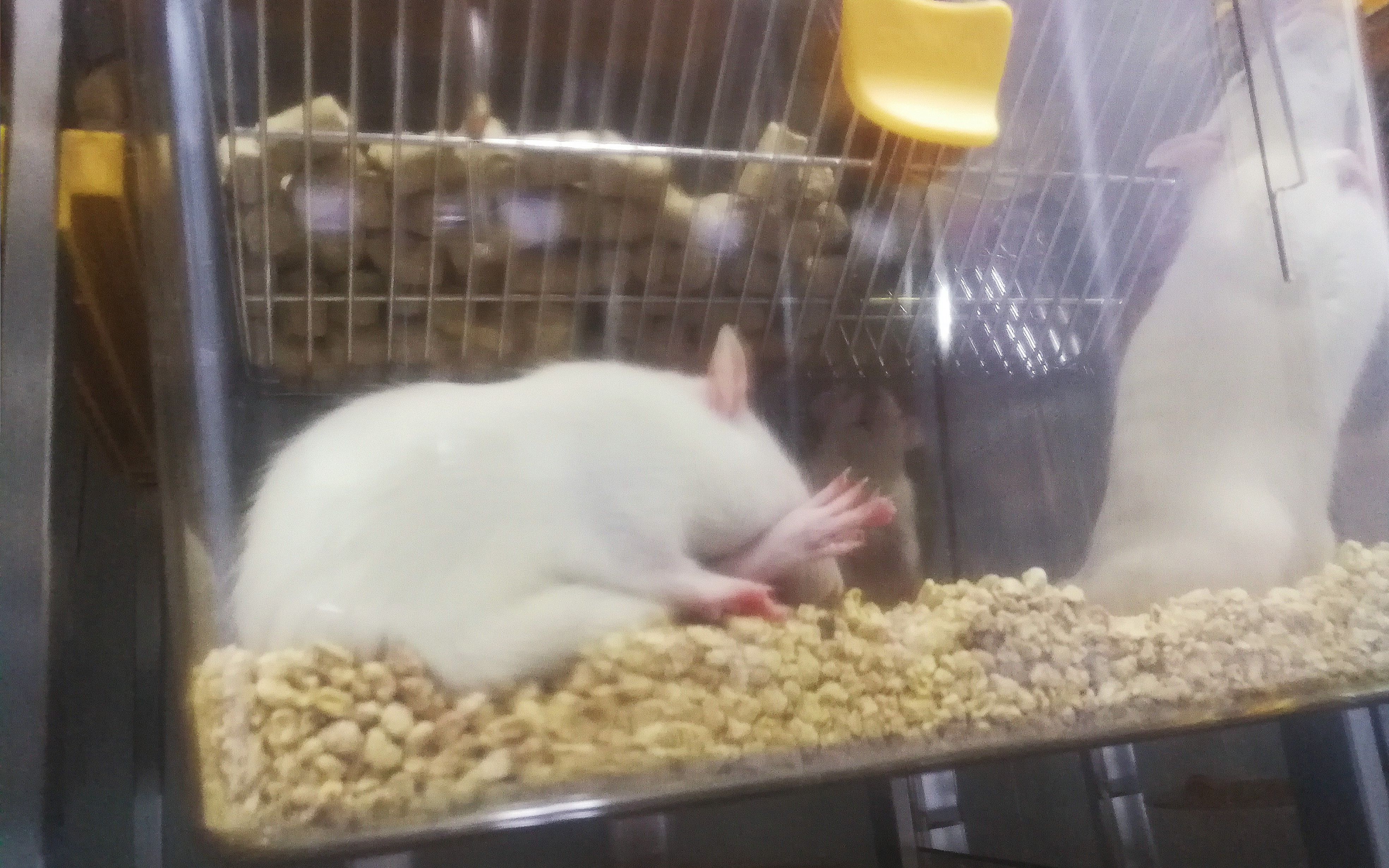 动物房一天/大鼠测血压