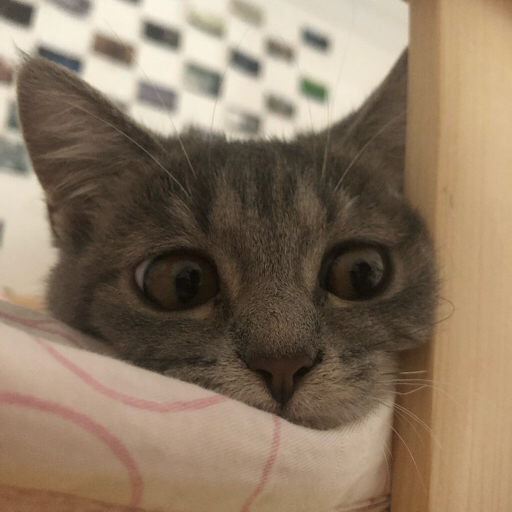 陈毅落 