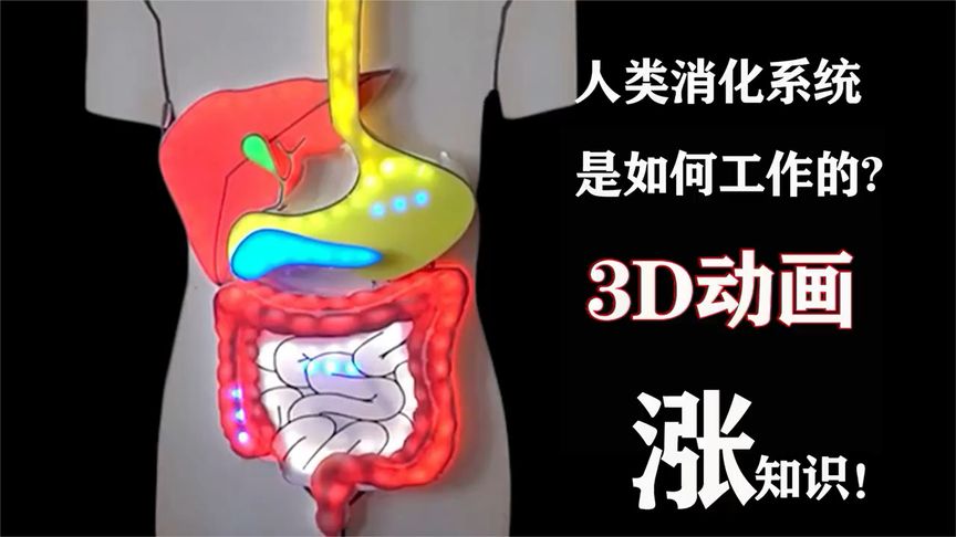 人体消化系统是怎么样工作的?3D动画带你涨知识!
