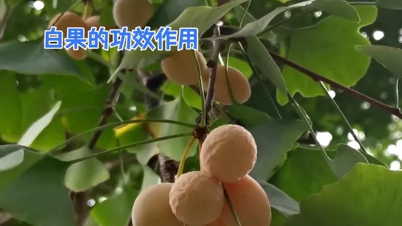 白果的功效与作用