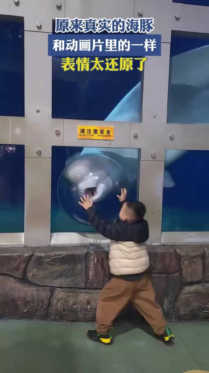 原来真实的海豚和动画片里的一样,表情太还原了