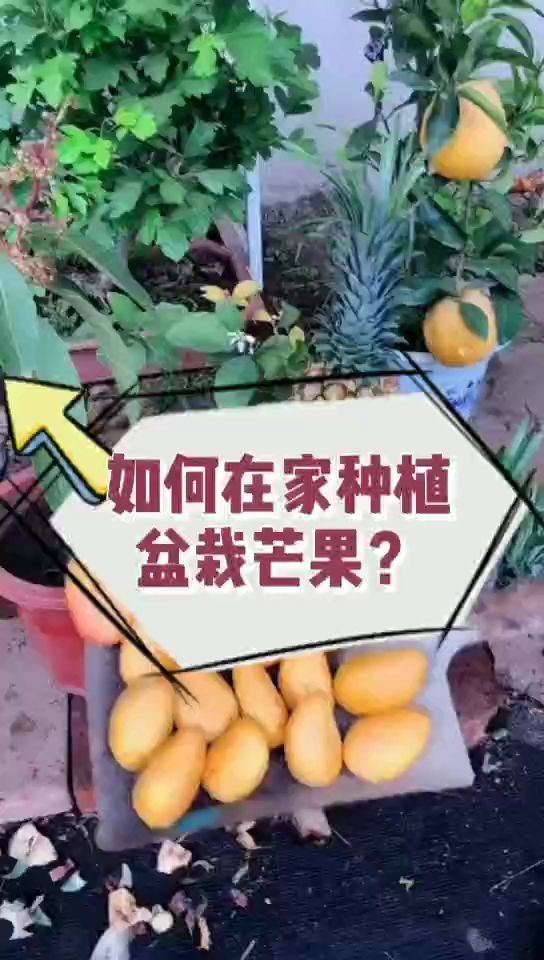 如何在家种植盆栽芒果?专家教你种植方法,简单又使用