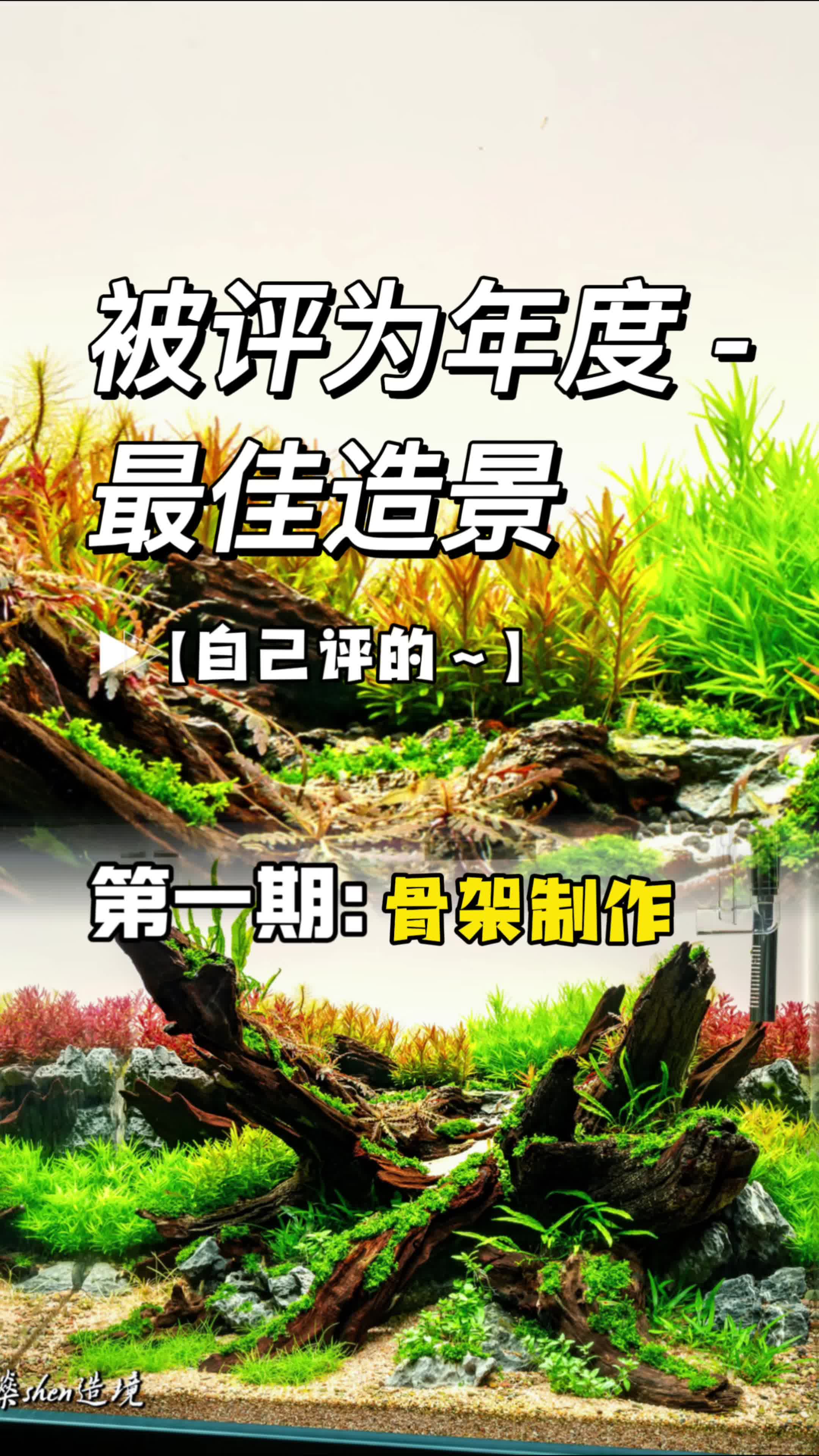 被评为年度最佳鱼缸造景(自己评的)造景过程(上) #鱼缸里的大自然 #...