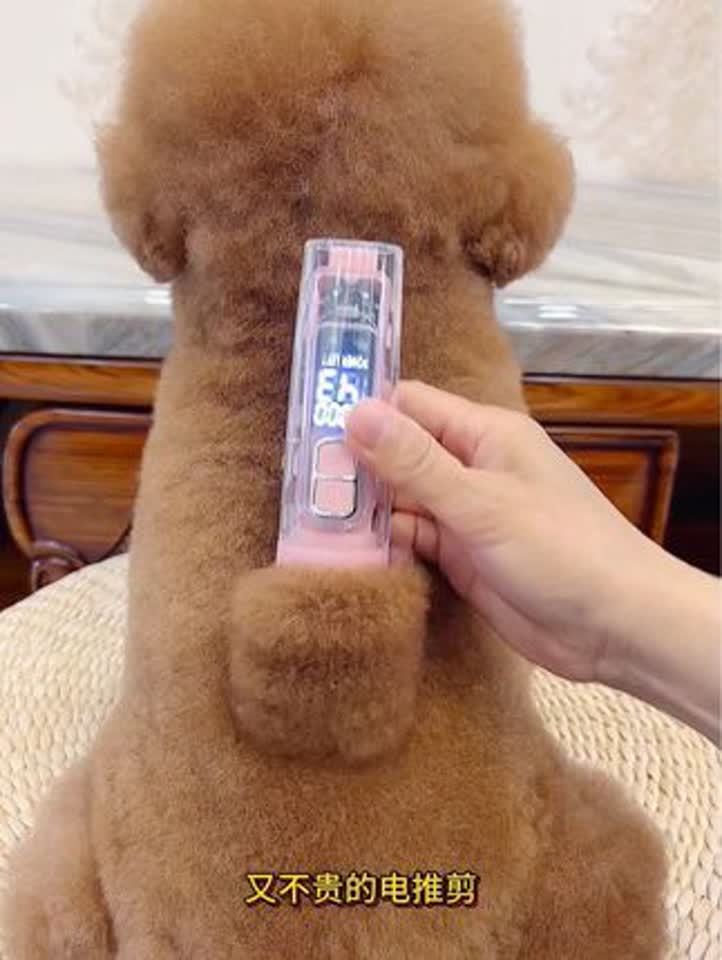 泰迪修剪全身教程分享!这款电推剪真挺好,好用不卡毛又不贵!#超便宜...