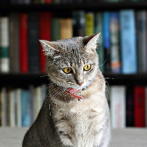 装着星星的格子 