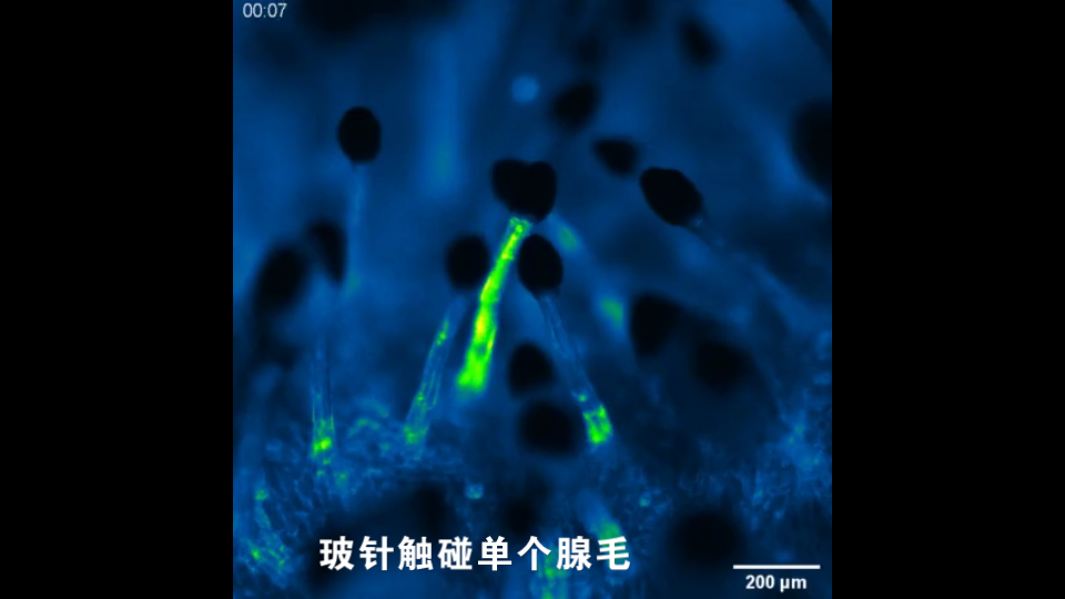介导勺叶茅膏菜捕食行为的钙离子信号示踪