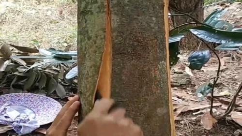 这就是桂皮的采摘过程,直接把树皮给剥掉,长见识了