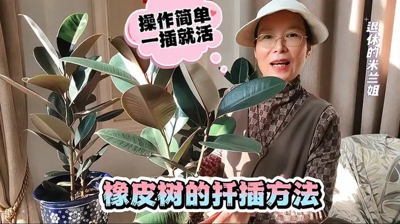 橡皮树的扦插方法:操作简单,一插就活