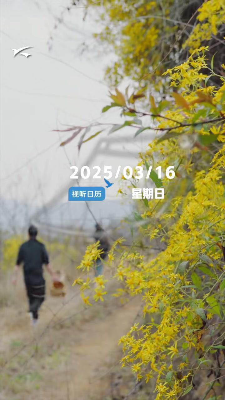 2025年3月16日星期日视听日历|你好昆明:一把棠梨花一口春天味三月...