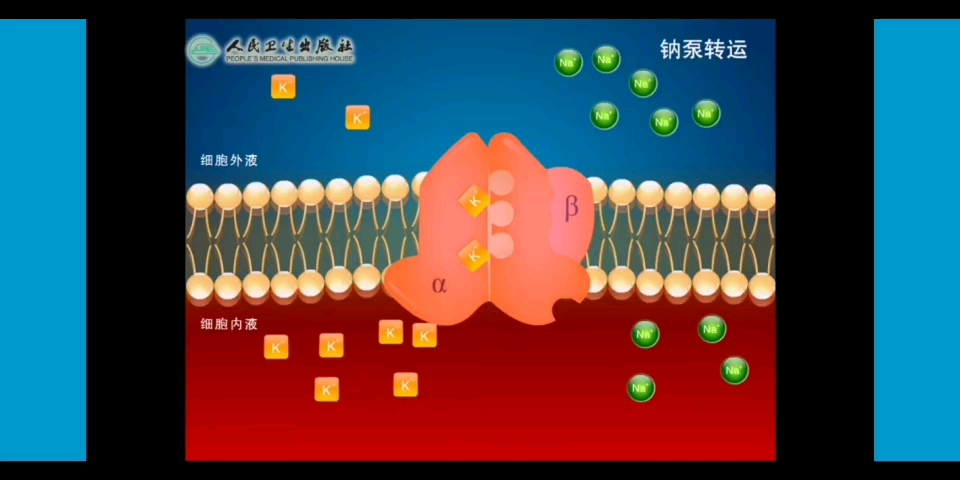 【生理学】钠泵的转运过程