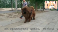 开车“撞死”一条狗,司机急得都想下跪了,旁边居民却笑出了声