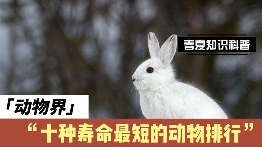 动物界寿命最短的十种动物排行