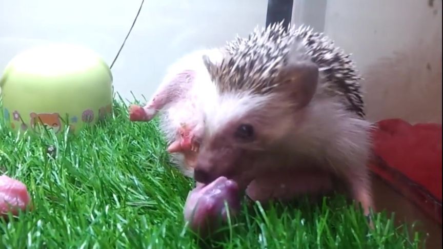 难得一见的可爱小动物的分娩过程