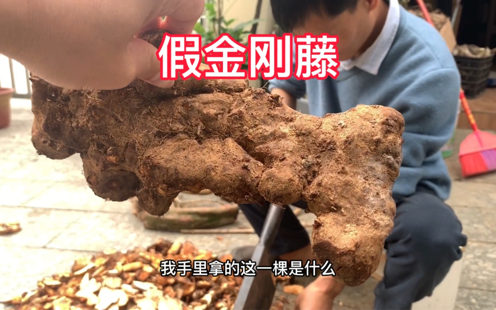 好多人都把它当成了金刚藤